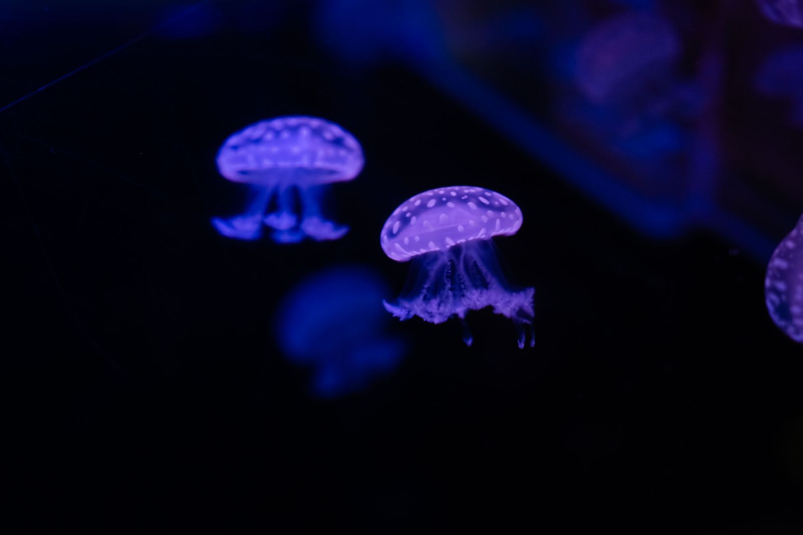 Osaka Aquarium Kaiyukan 2026: Tickets, Hours & Tips