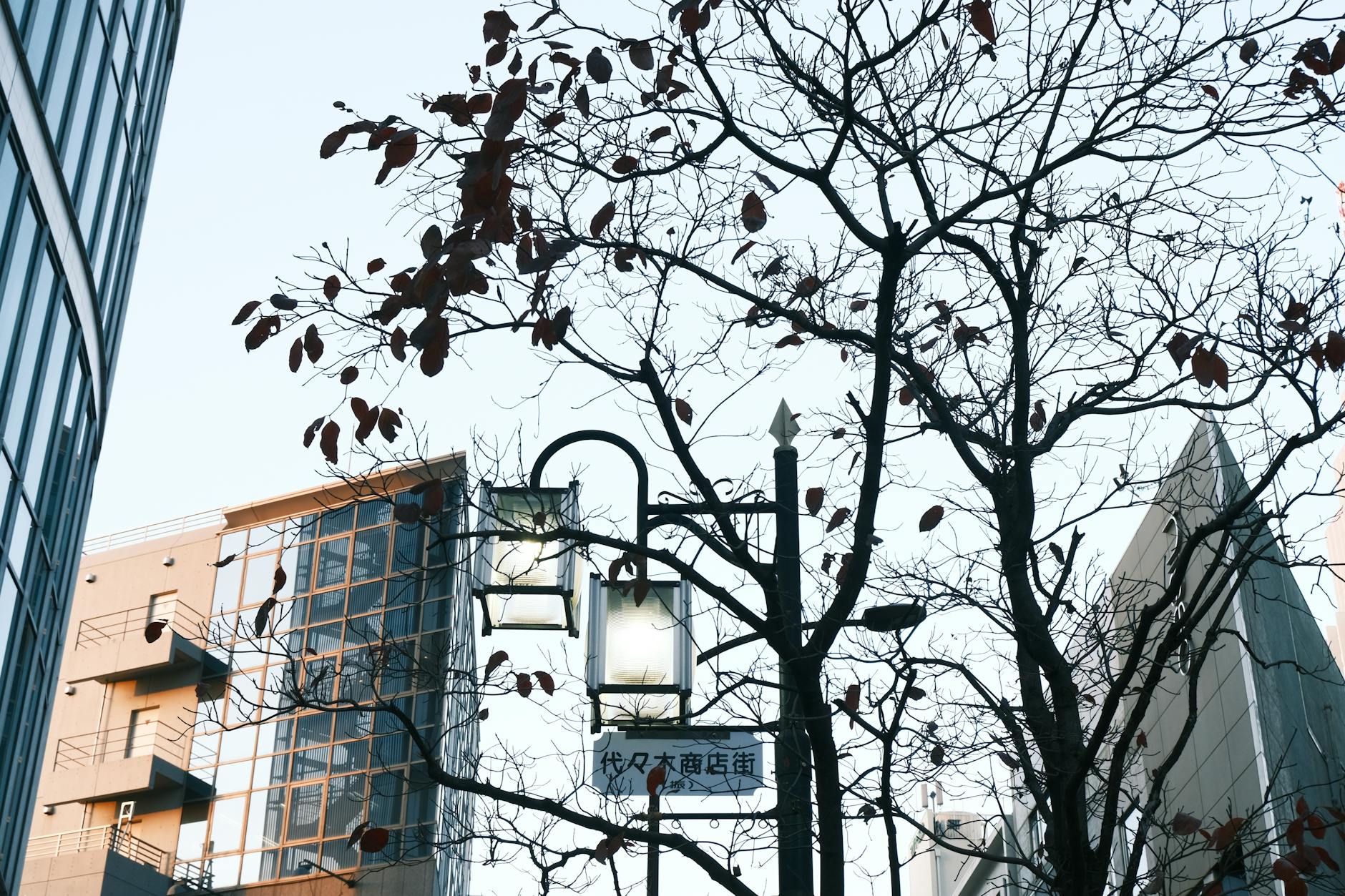 Osaka Weather Guide 2026: Temperatures by Season